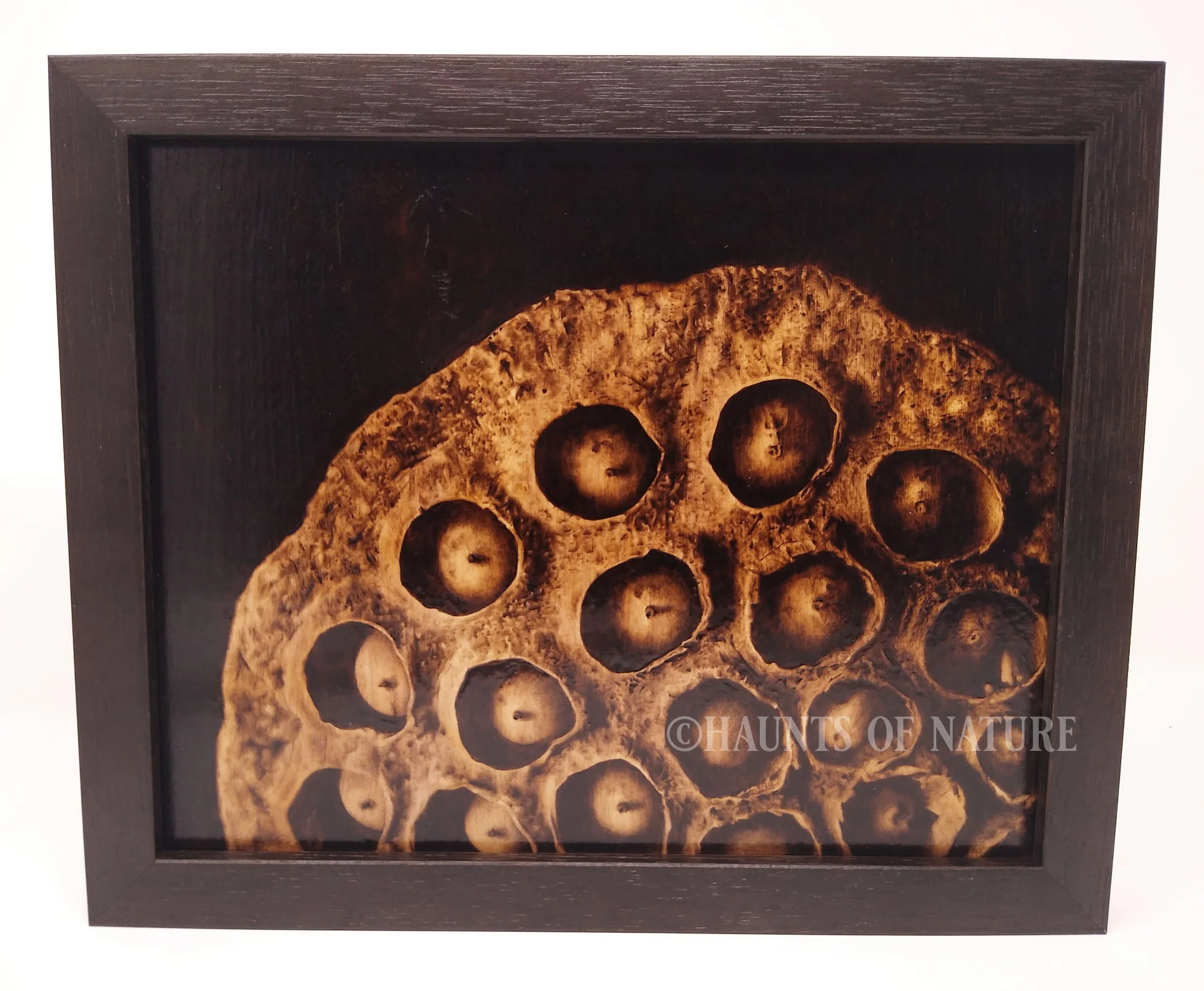 Lotus Seed Pod Drawing Lotus Seed Pod Print – Joanna Thomas Art